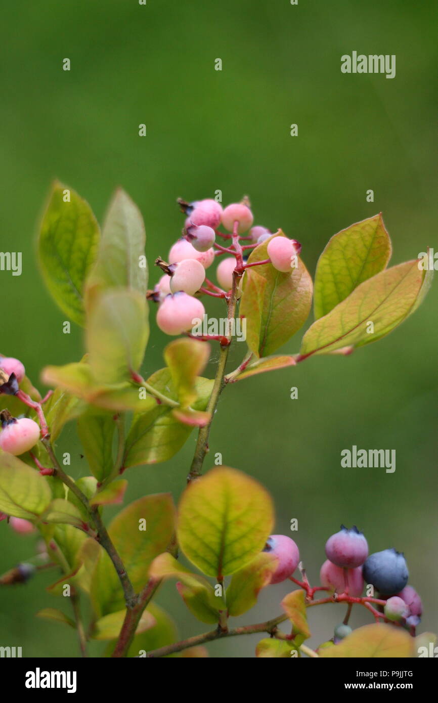 Unripe Blueberries, Blueberry bush Stock Photo - Alamy