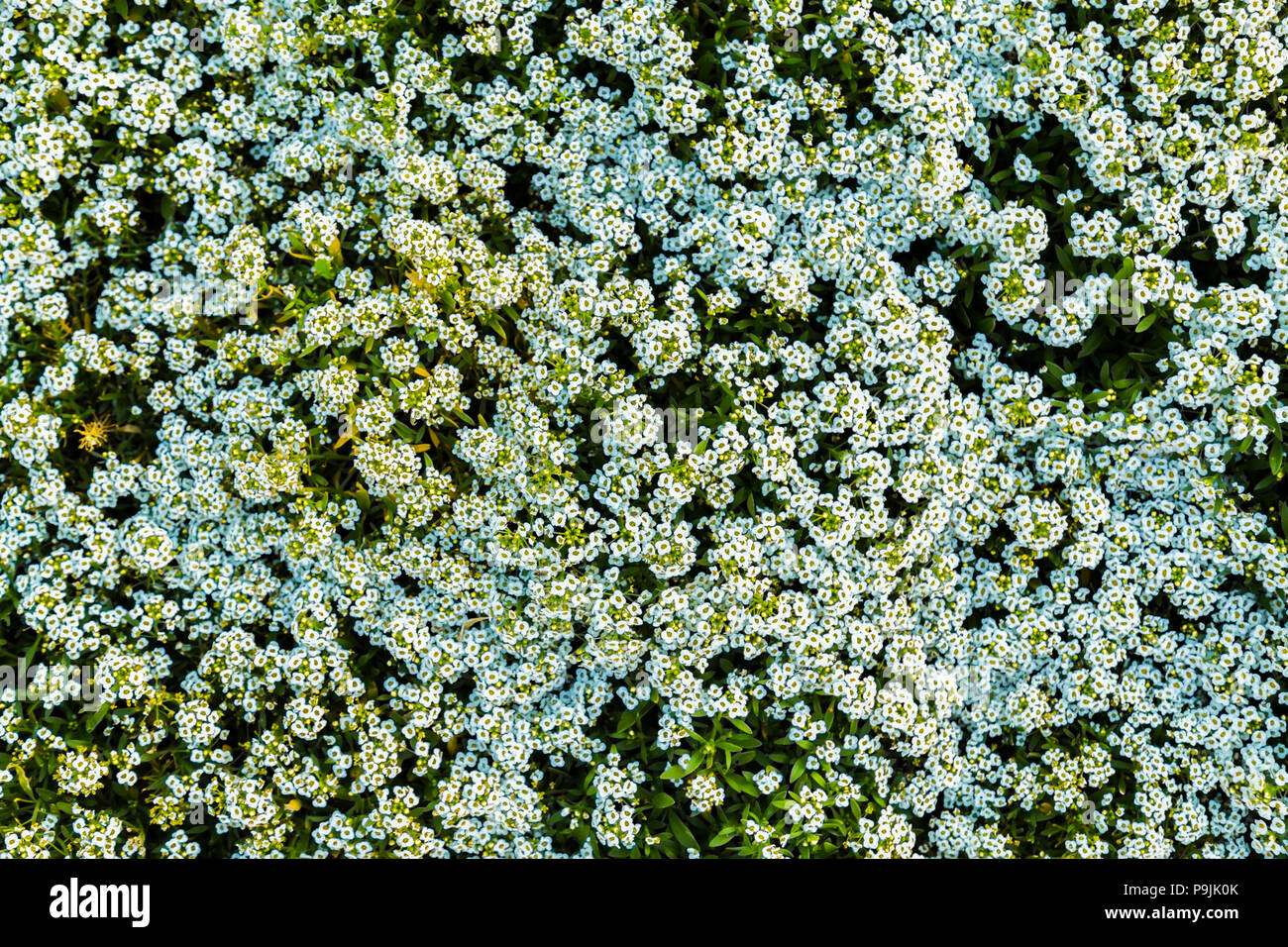 Small white flowers and green leaves garden top view . Gardenia fields ...