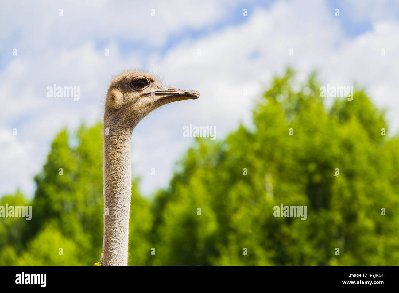 Ostrich walk on the ground at the farm Stock Photo - Alamy