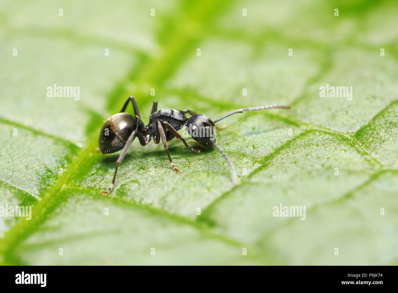 Spiny ant (Polyrhachis halidayi) on green leaf background (taken from ...