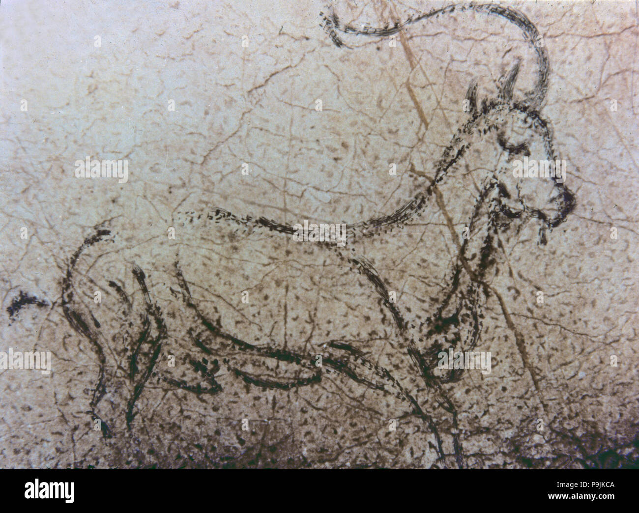 Naturalistic representation of an Spanish goat in movement (La Pileta ...