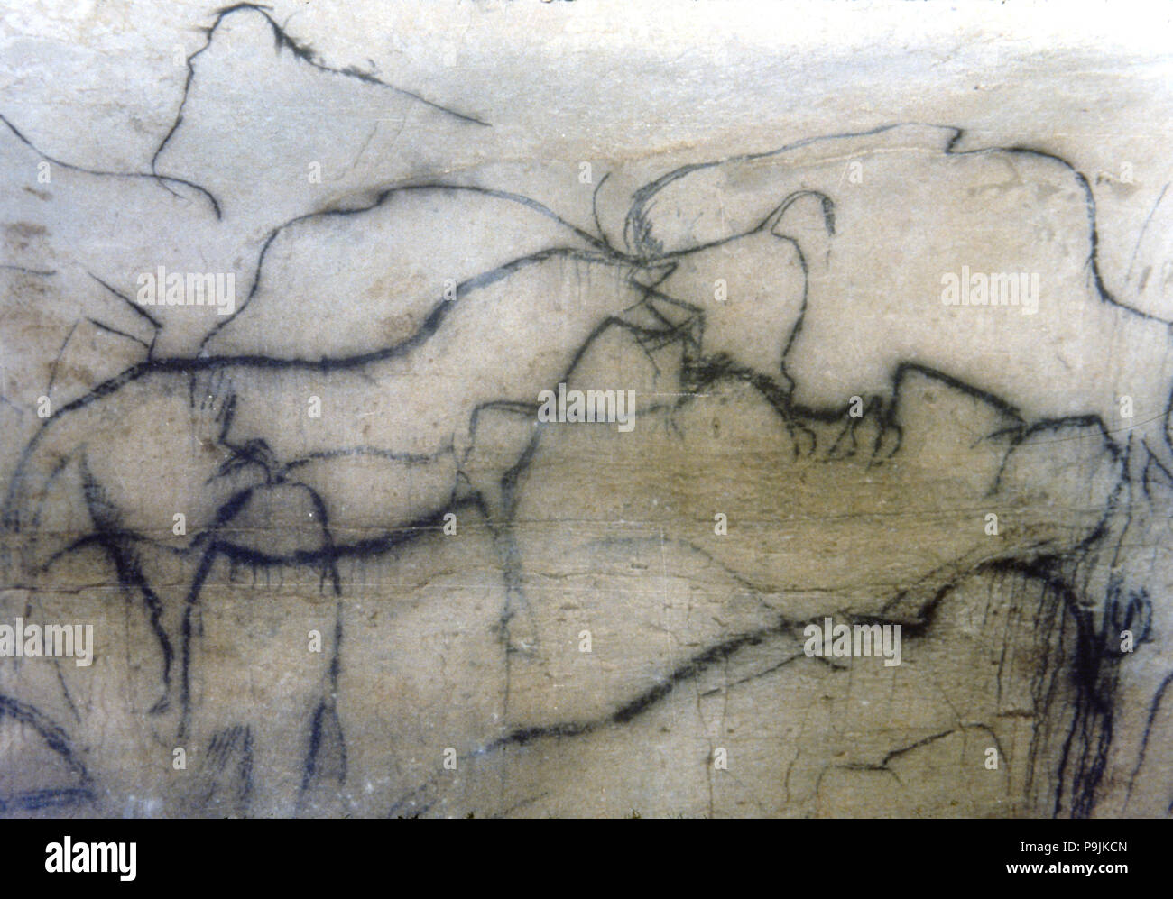 Chapel of mammoths (Pech-Merle Cave): black horse and bisons, they have ...