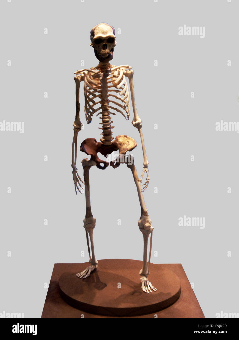 Complete Skeleton of the Talteüll Man, Homo Erectus type. 75 human ...