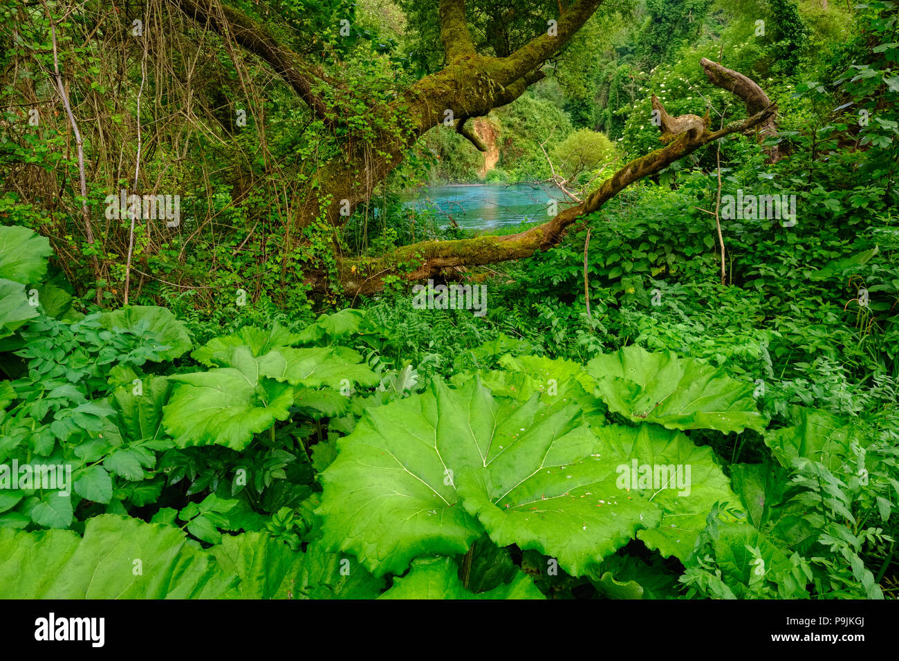 Alluvial forest, at the back karst spring blue eye, Syri i Kalter ...