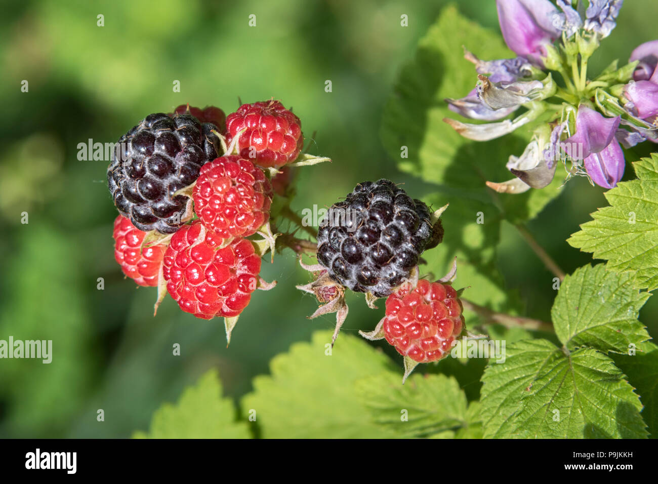 Wild black raspberry hi-res stock photography and images - Alamy