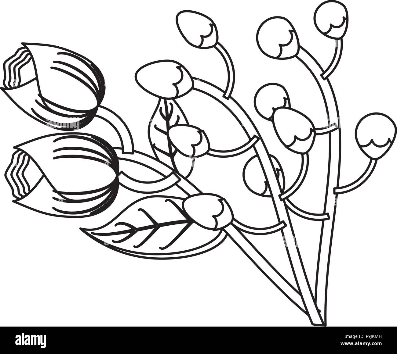 Lush roses Black and White Stock Photos & Images - Alamy