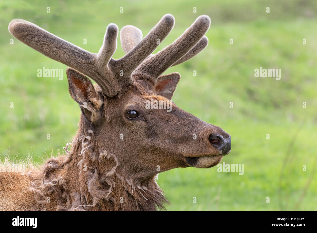 Growing new antlers after shedding old ones Stock Photo - Alamy