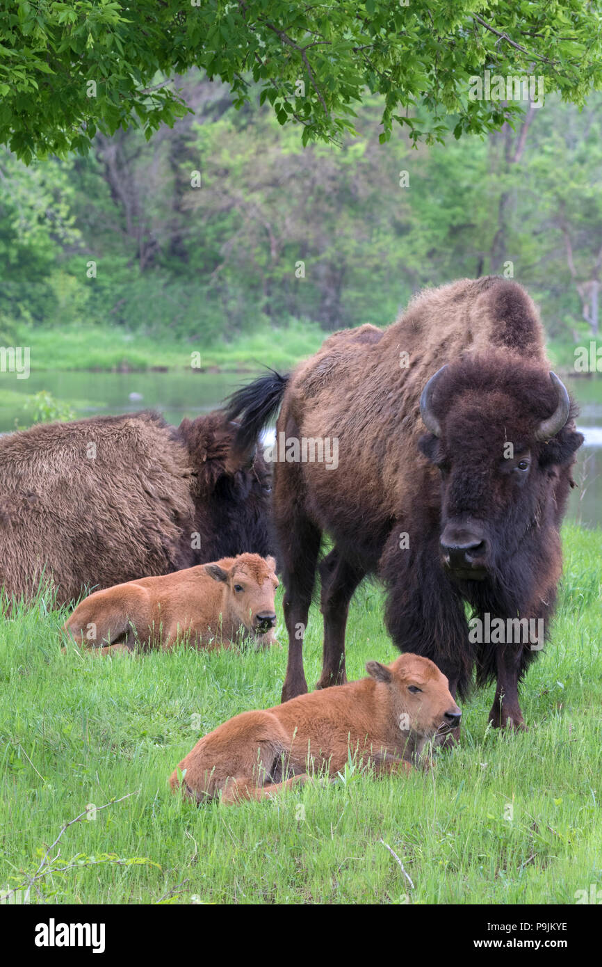 Female American bison (Bison bison) with a calf, Iowa, USA Stock Photo ...