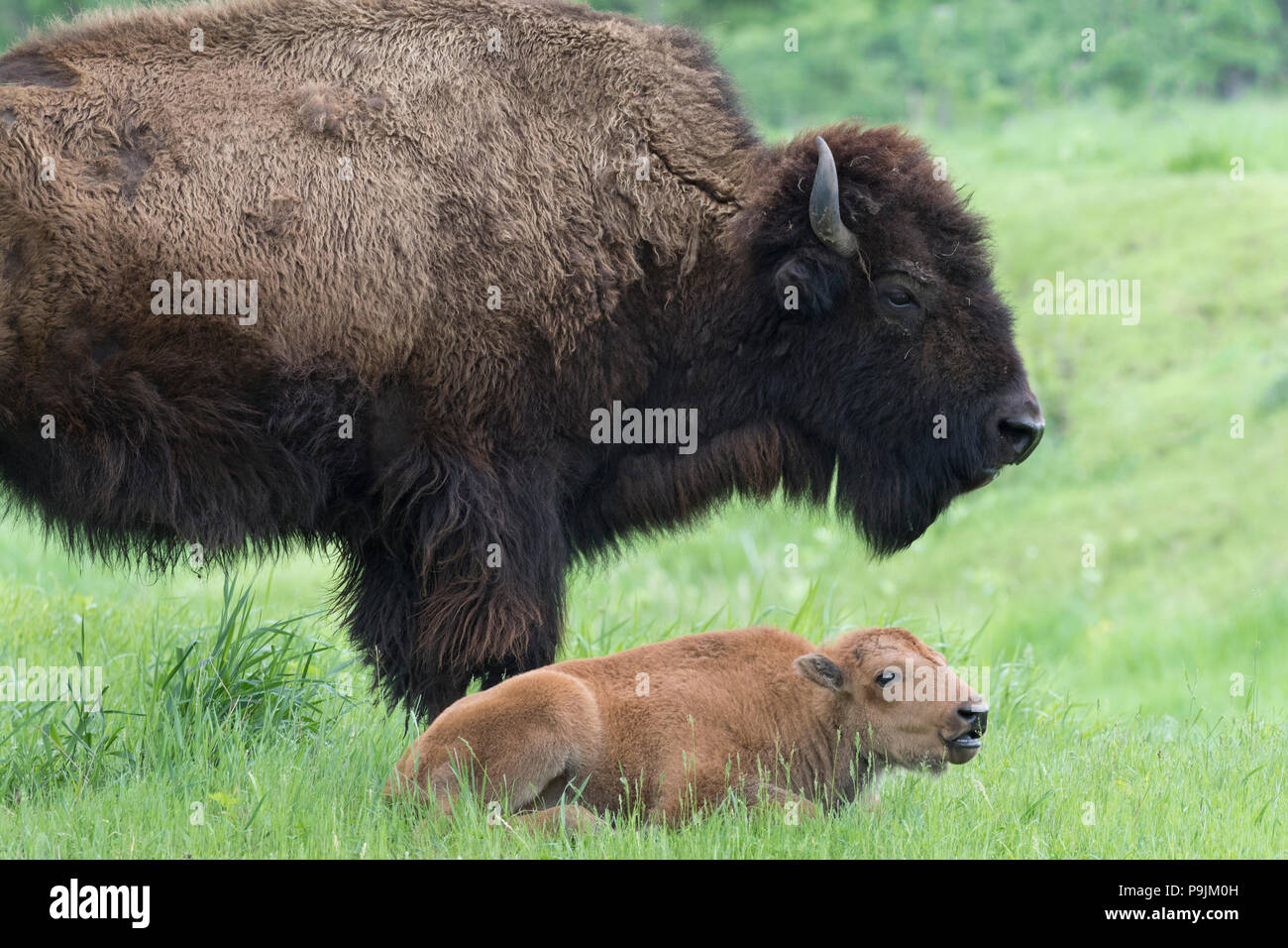Female American bison (Bison bison) with a calf, Iowa, USA Stock Photo ...