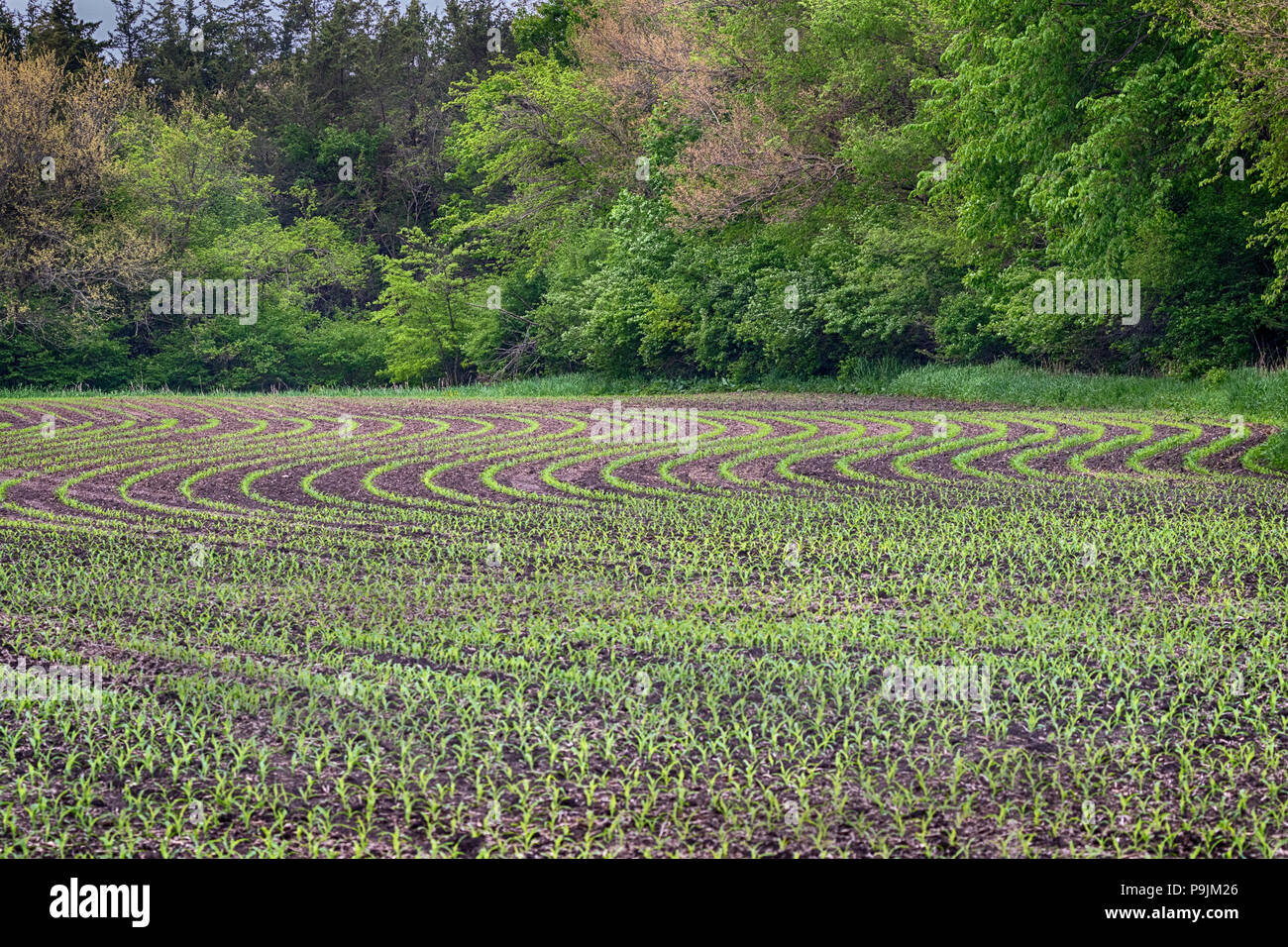 Iowa corn fields hi-res stock photography and images - Alamy