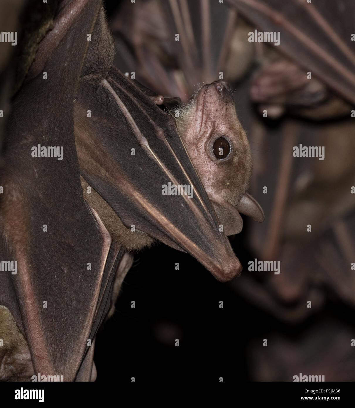 Portrait Of Egyptian Fruit Bat (Rousettus aegypticus Stock Photo - Alamy