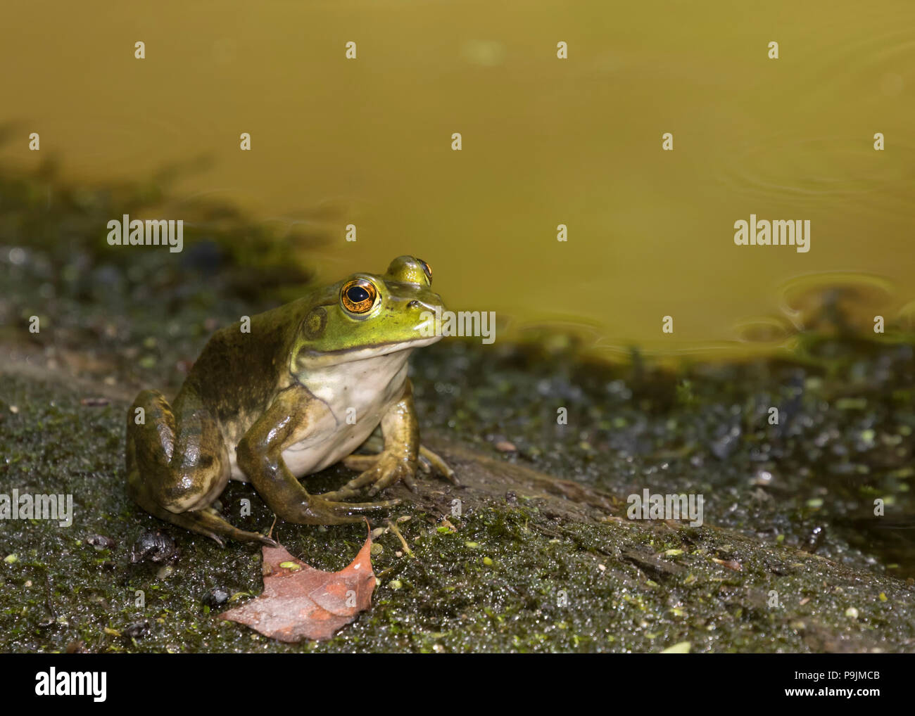 American water frog hi-res stock photography and images - Alamy