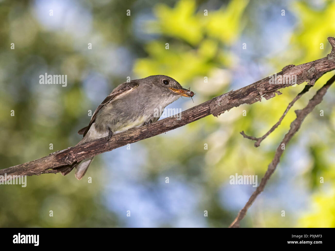 Eastern Wood-Pewee perched on the tree branch eating the fly Stock ...