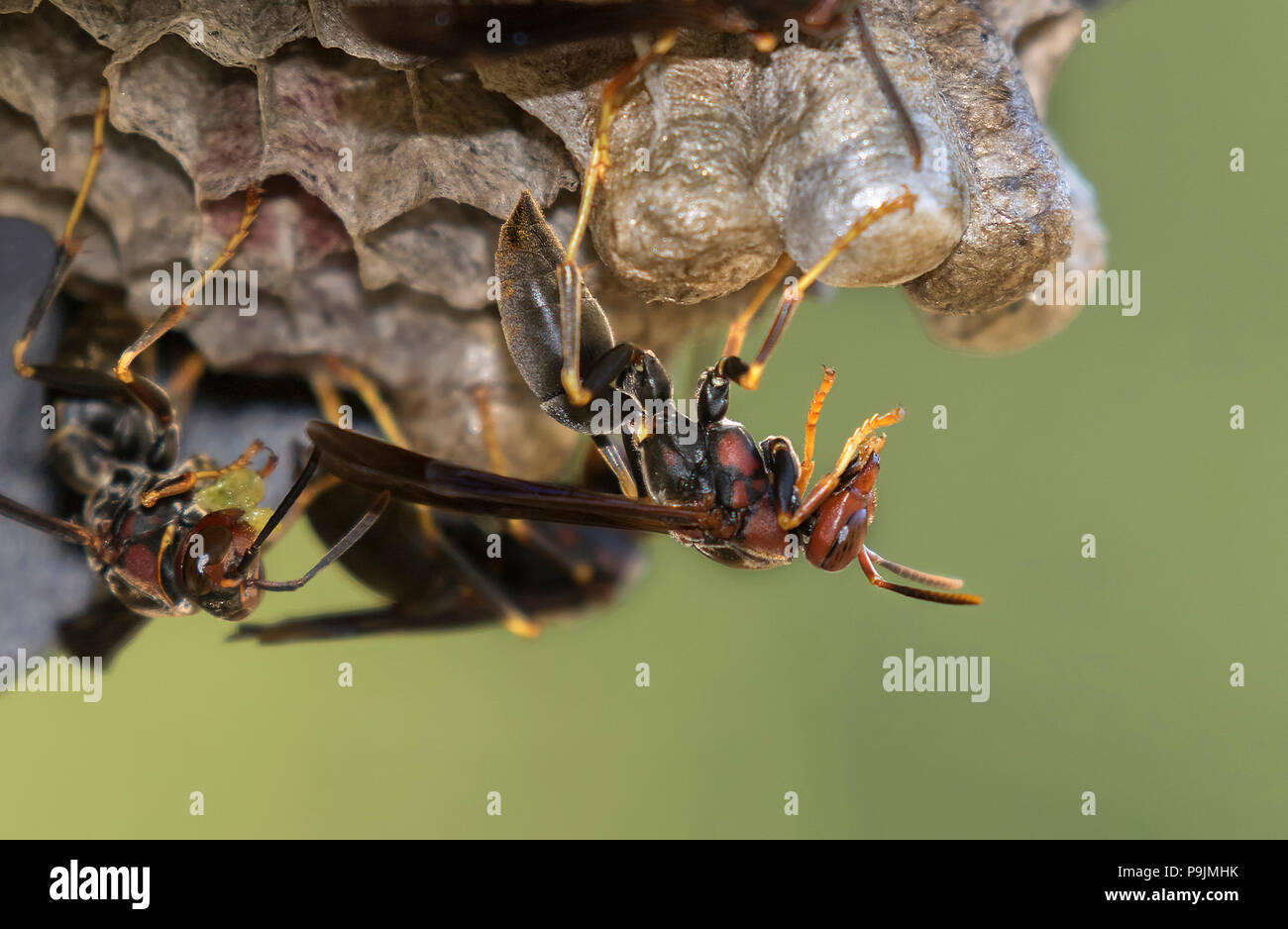 The nest of paper wasps, Polistes annularis, Iowa, USA Stock Photo - Alamy