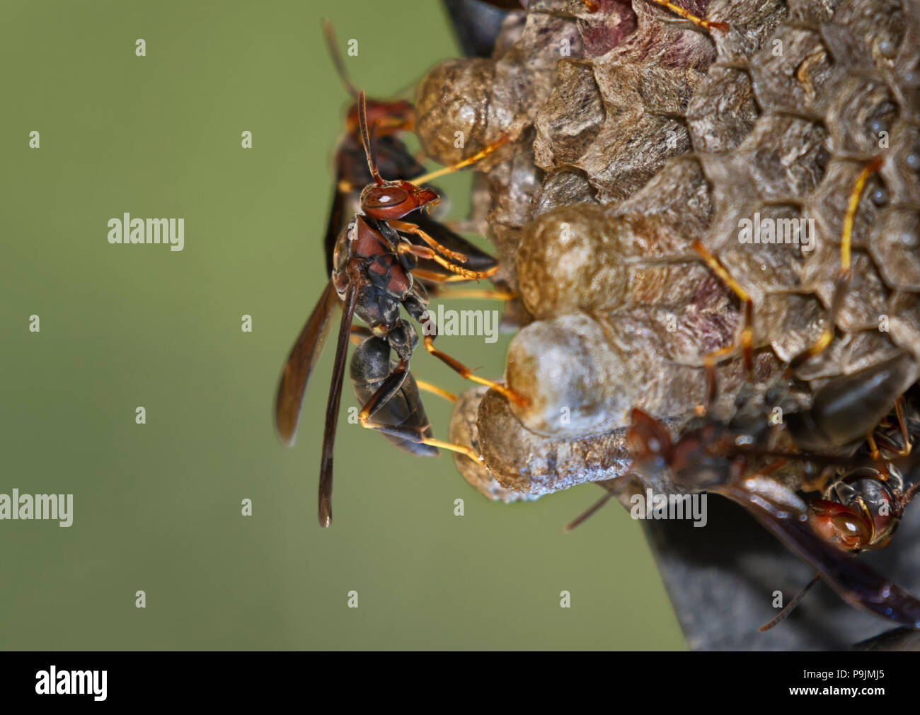 The nest of paper wasps, Polistes annularis, Iowa, USA Stock Photo - Alamy