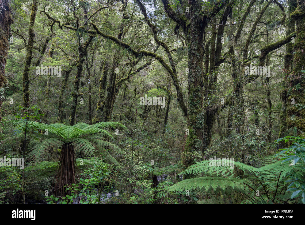New Zealand rainforest, tree ferns (Cyatheales), Fiordland National ...