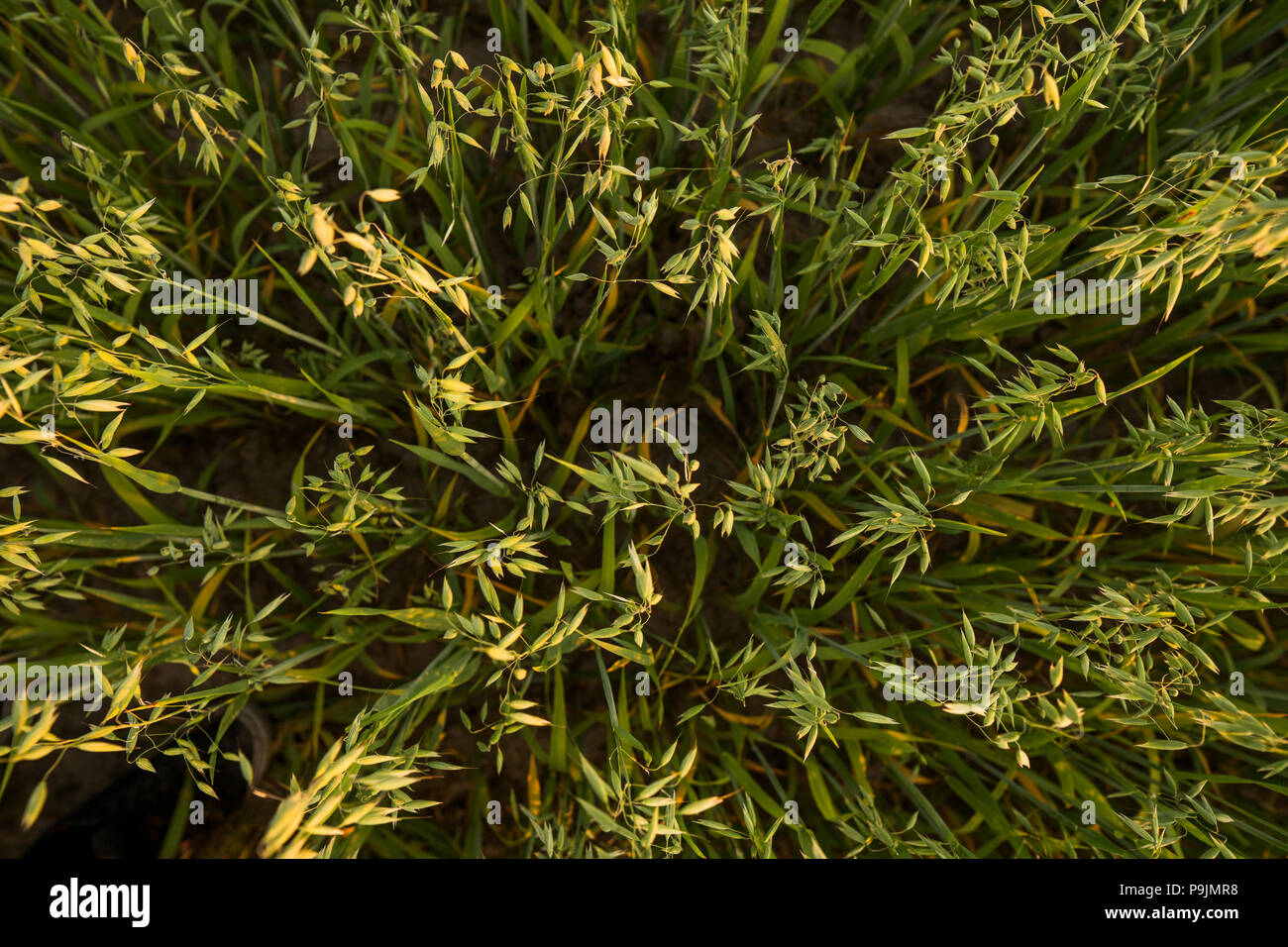 Close up on a green oat ears of wheat growing in the field in sunny day ...