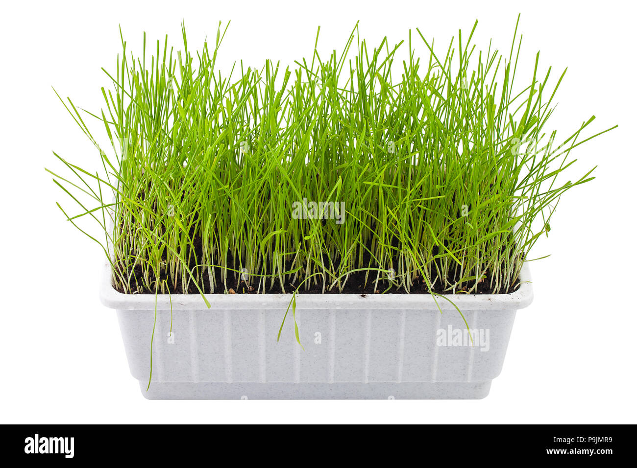sprouted wheat, lawn, ornamental potted grass, clipping path, isolated ...