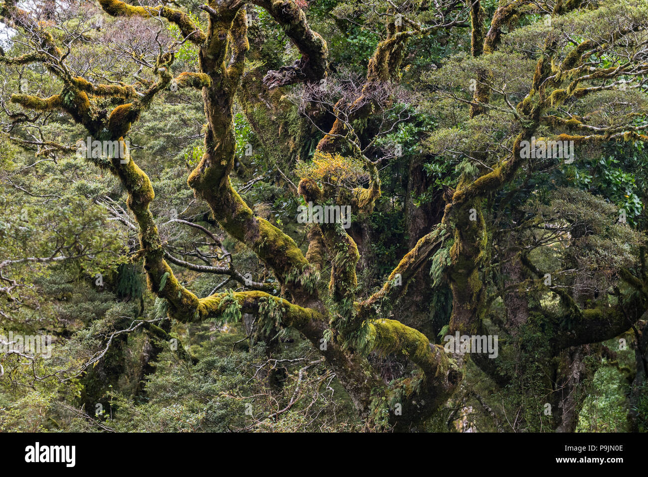 New Zealand rainforest, dense moss covered branches, Fiordland National ...
