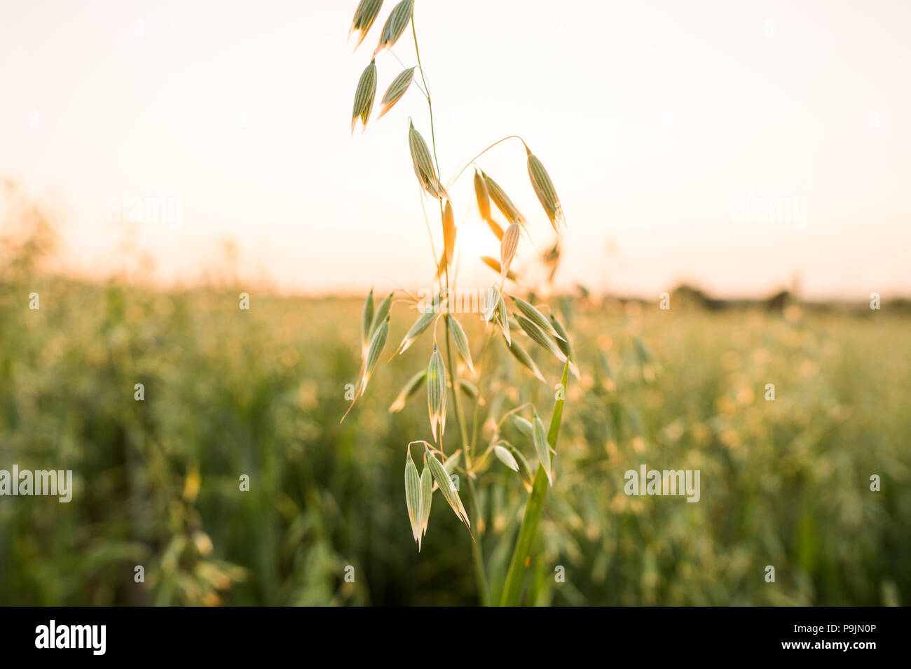 Close up on a green oat ears of wheat growing in the field in sunny day ...