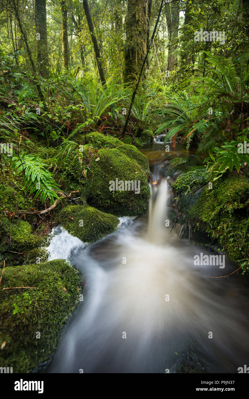 Brook with ferns in dense rainforest, Fiordland National Park ...