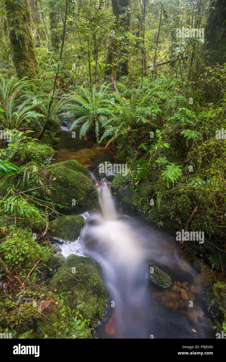 Brook with ferns in dense rainforest, Fiordland National Park ...