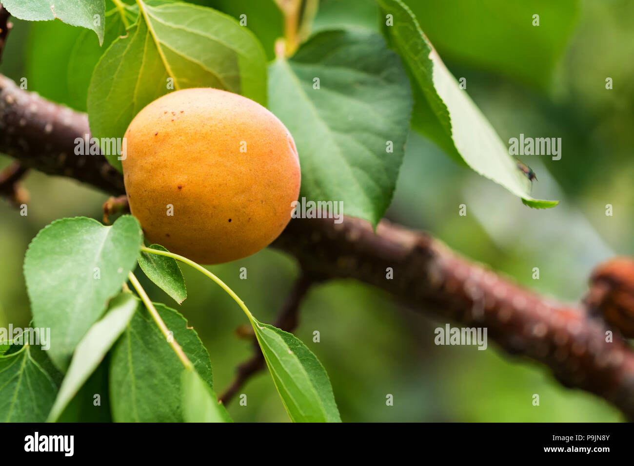 Apricot tree branch with ripe fruits Stock Photo - Alamy
