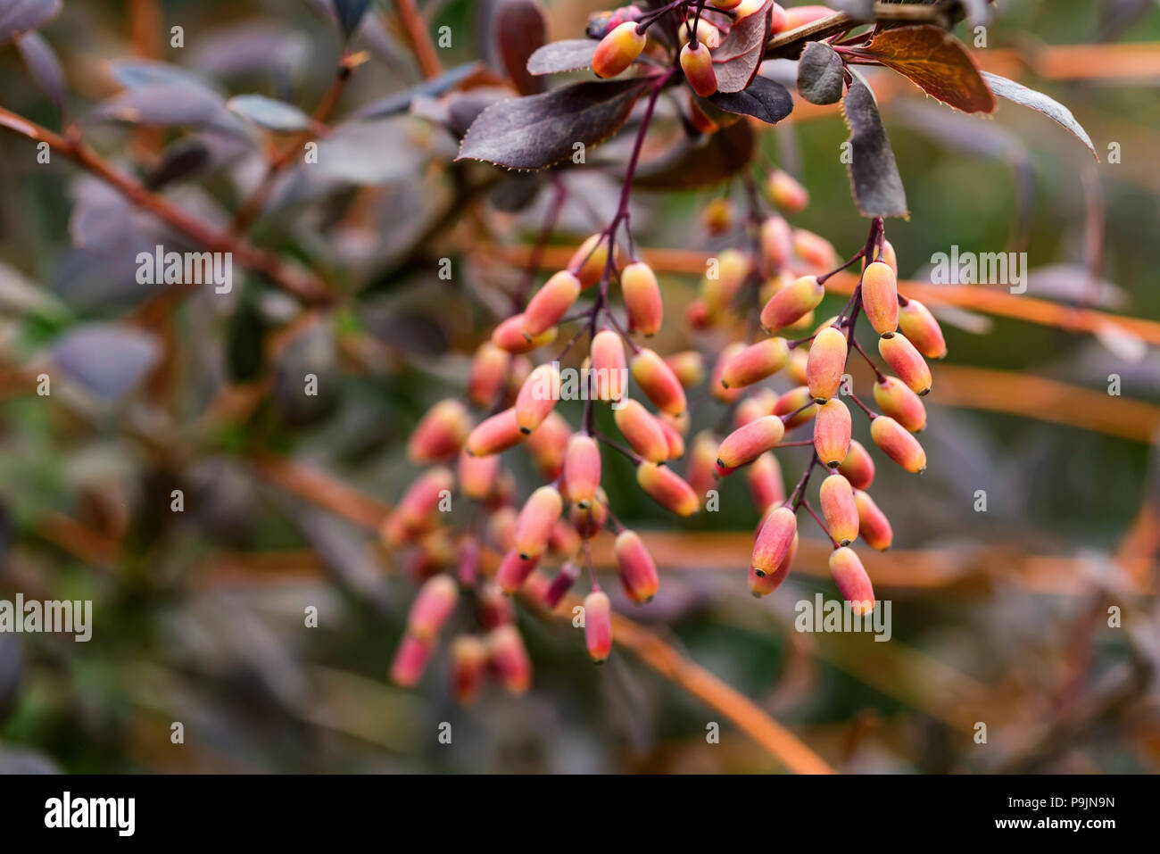Barberry or Berberis vulgaris branch with berries Stock Photo - Alamy