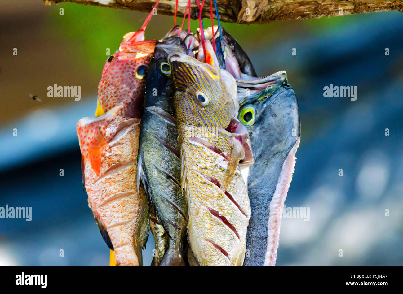 Thread fish hi-res stock photography and images - Alamy
