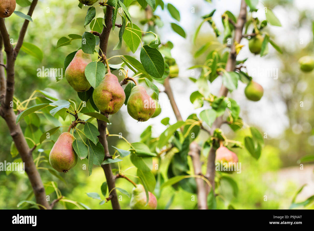 Common pears pyrus communis hi-res stock photography and images - Alamy