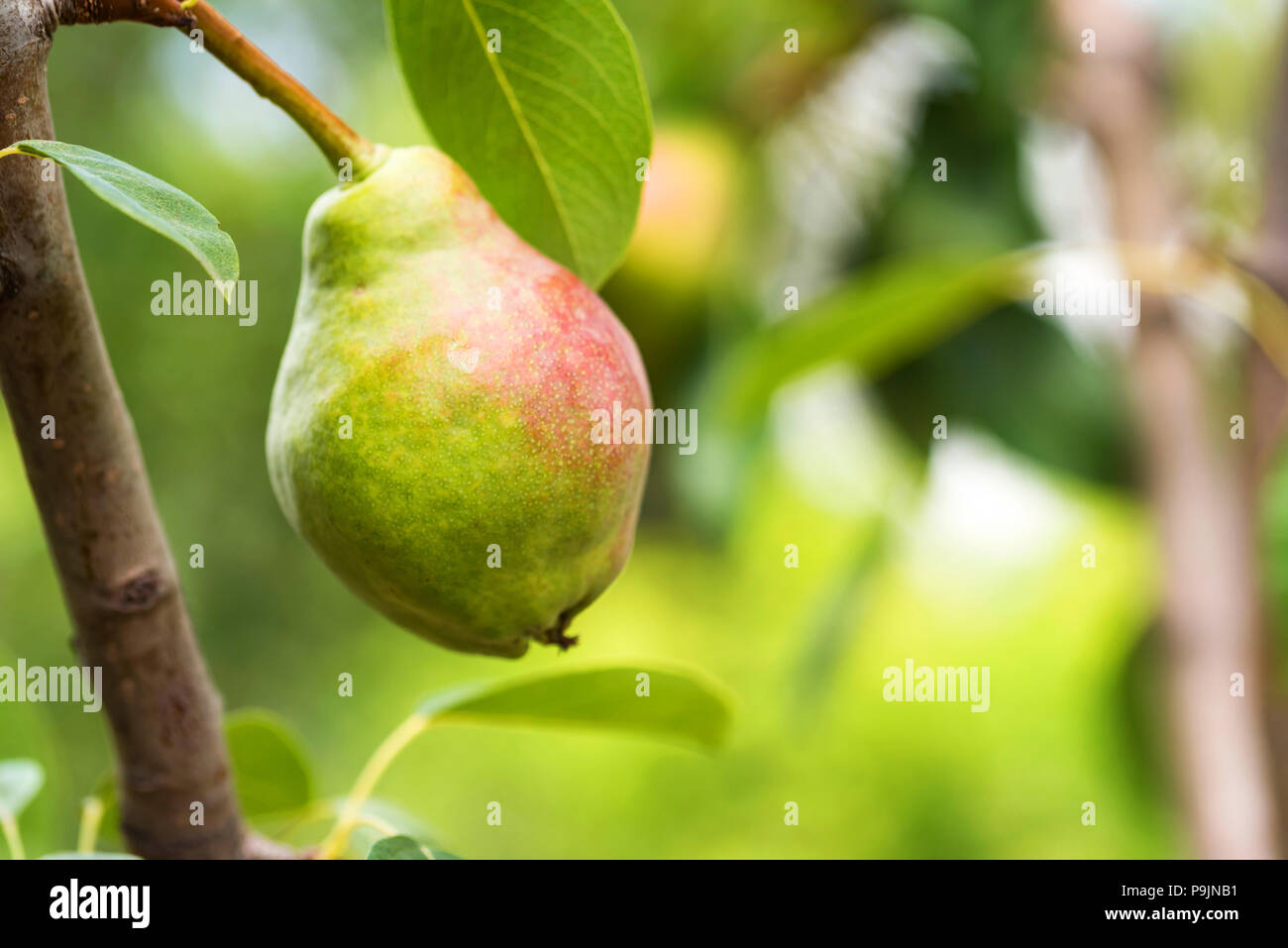 European pear or common pear on tree branch Stock Photo - Alamy