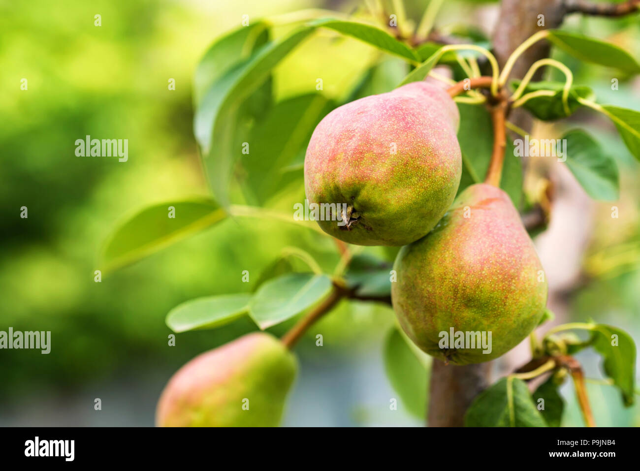 Common pears pyrus communis hi-res stock photography and images - Alamy