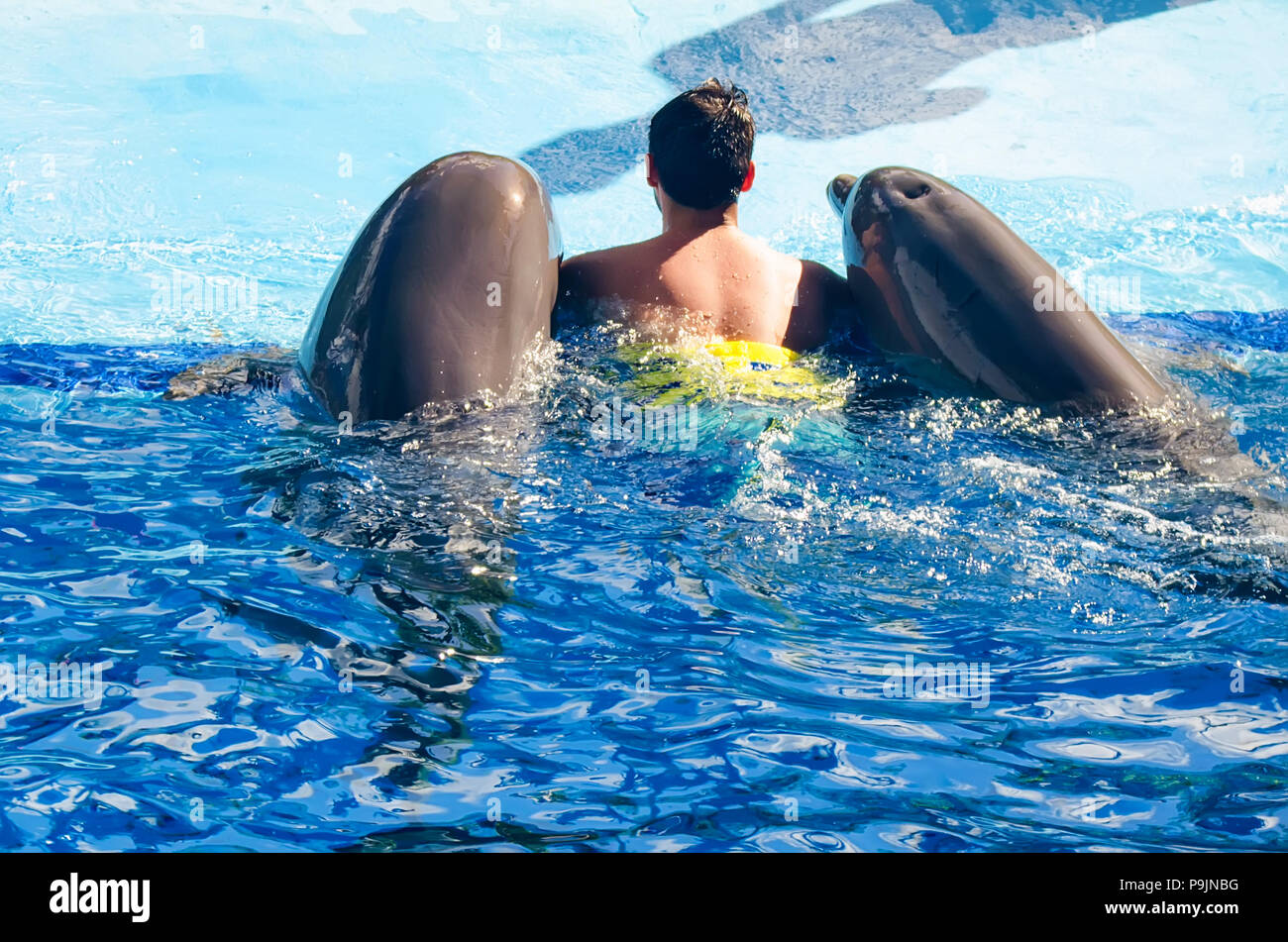 Man swims in pool with dolphins back view Stock Photo - Alamy