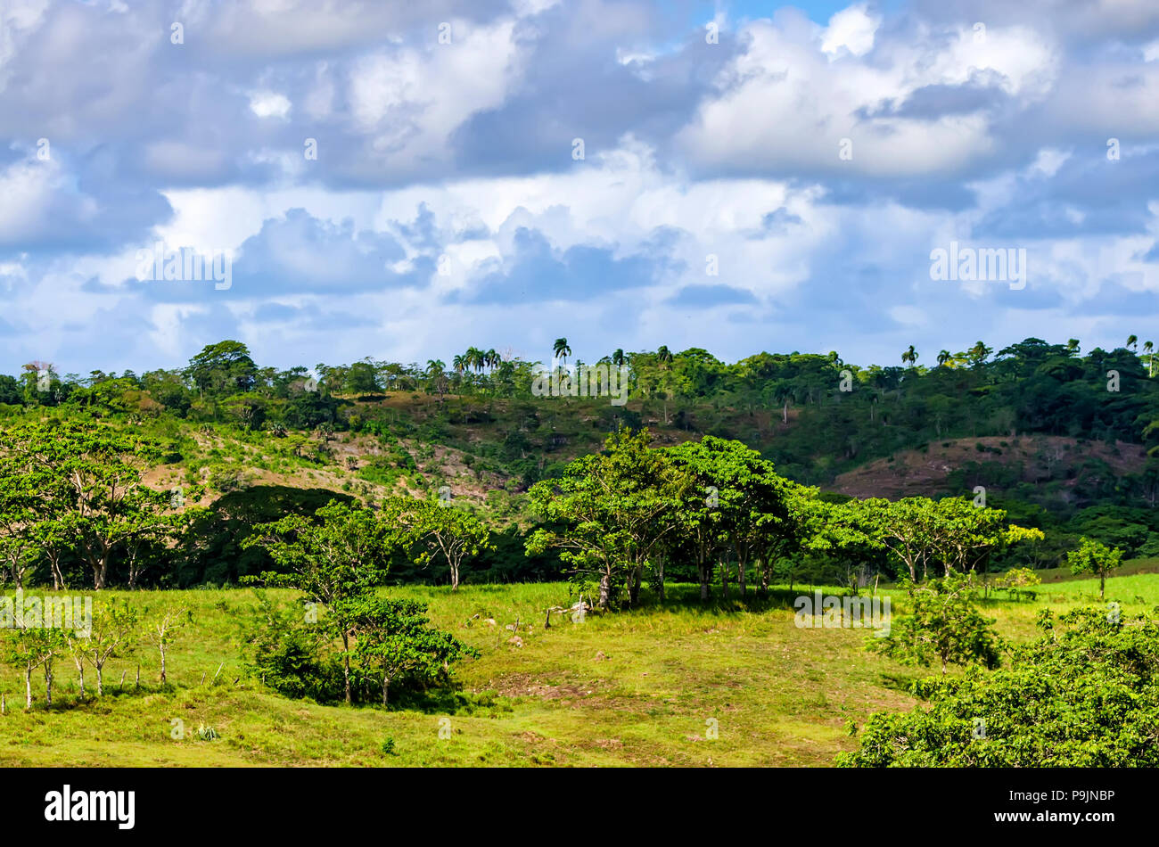 Beautiful tropical landscape with green vegetation Stock Photo - Alamy