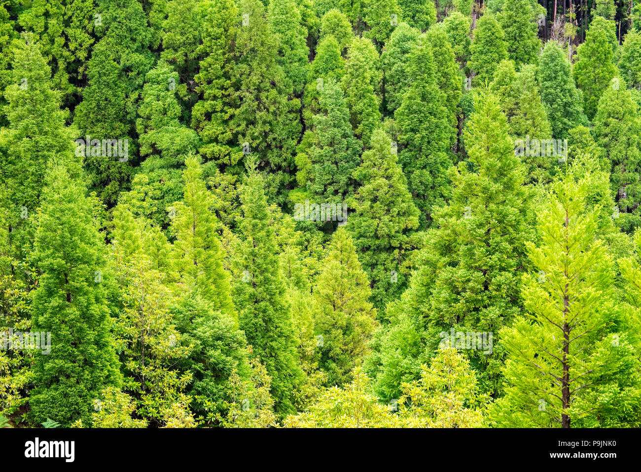 Azores evergreen forest hi-res stock photography and images - Alamy