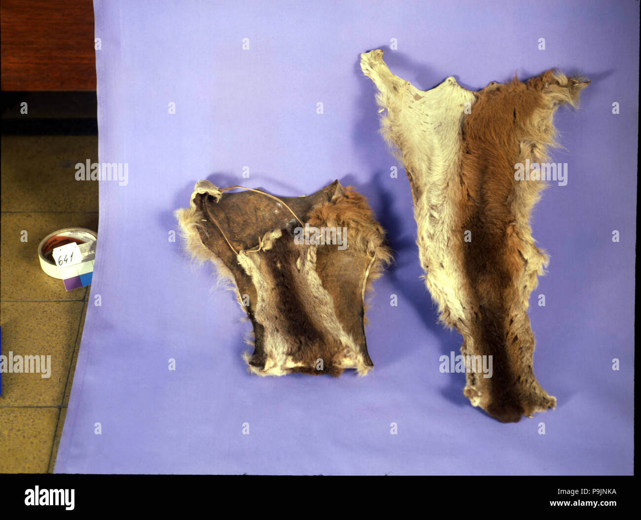 Guanaco skin hi-res stock photography and images - Alamy