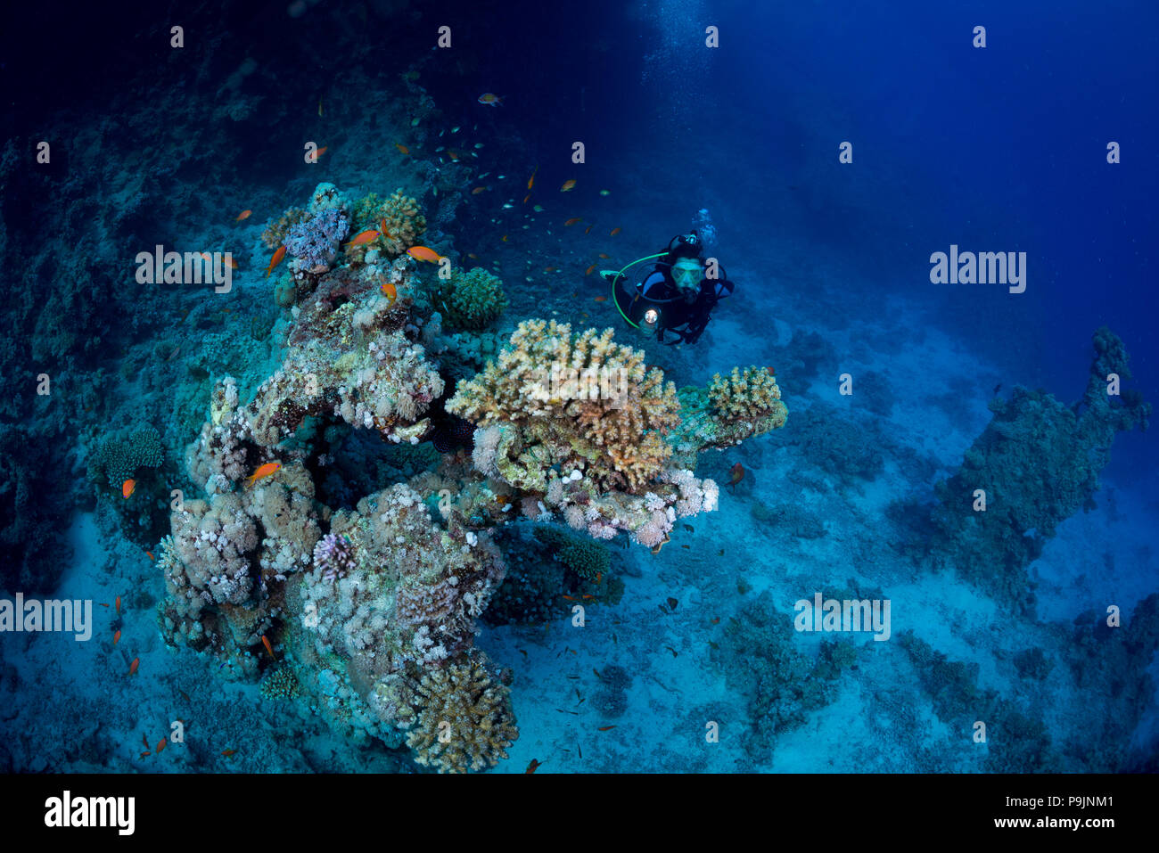 Woman diver on the Abu Dabab 3 reef in the Red Sea, Egypt Stock Photo ...