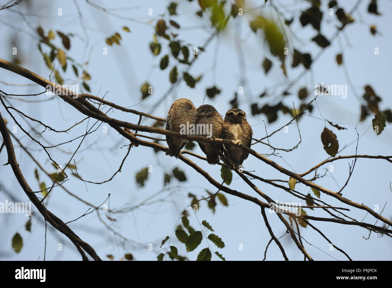 National Tree Of Bangladesh – About: National symbols of Bangladesh – HWFD