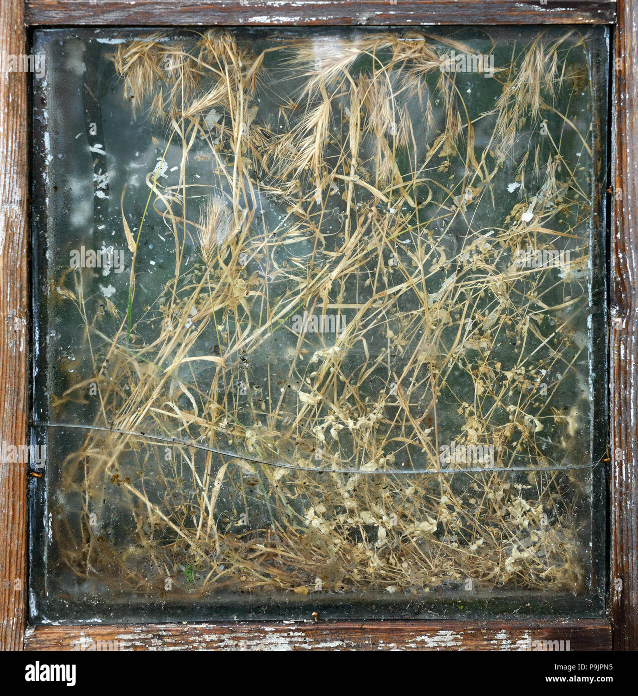 Close-up pattern of dry withered grass sprouted behind the glass inside ...