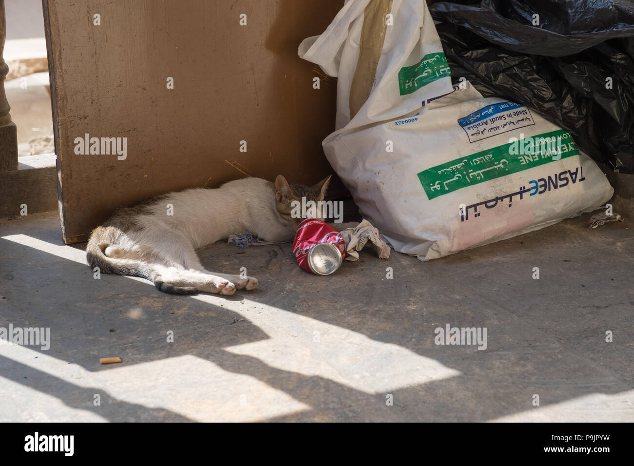 Stray cat sleeping, Khan El-Khalili, Cairo, Egypt Stock Photo - Alamy