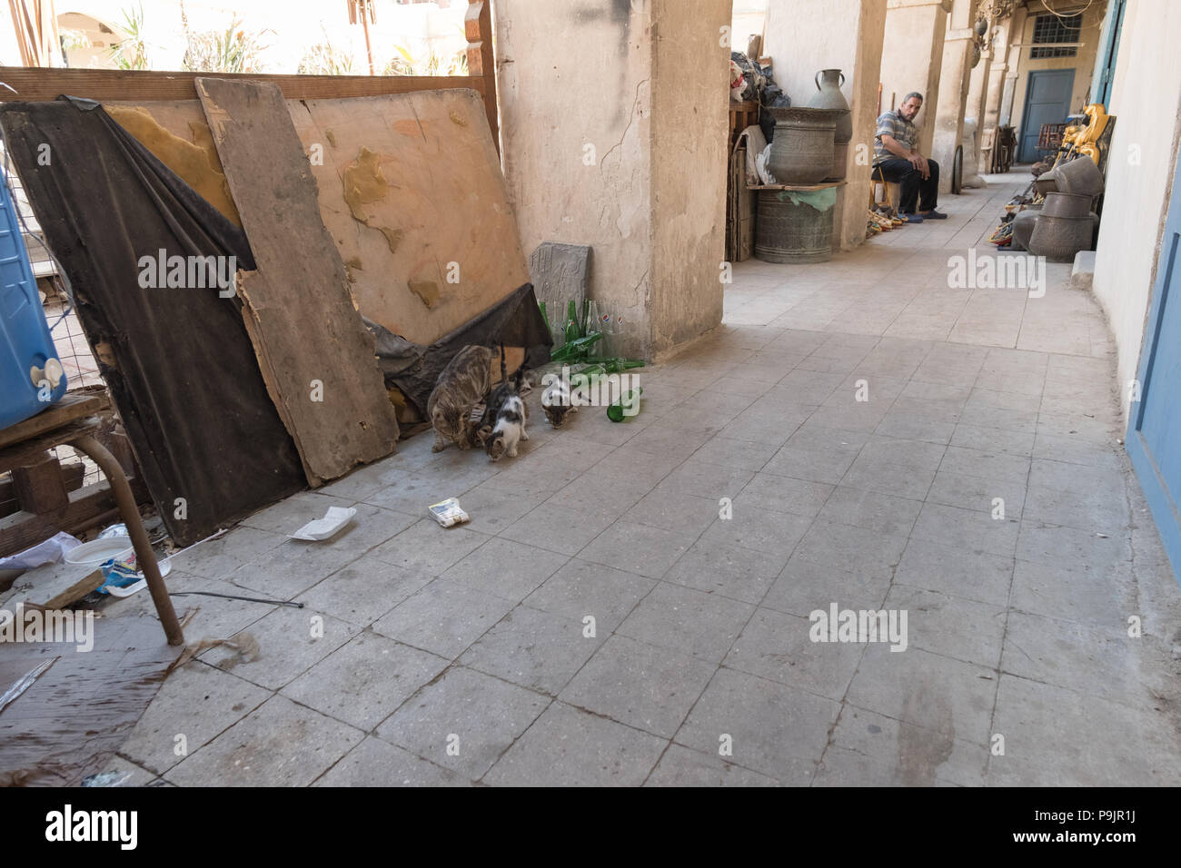 Stray cats, Khan El-Khalili bazaar, Cairo, Egypt Stock Photo - Alamy