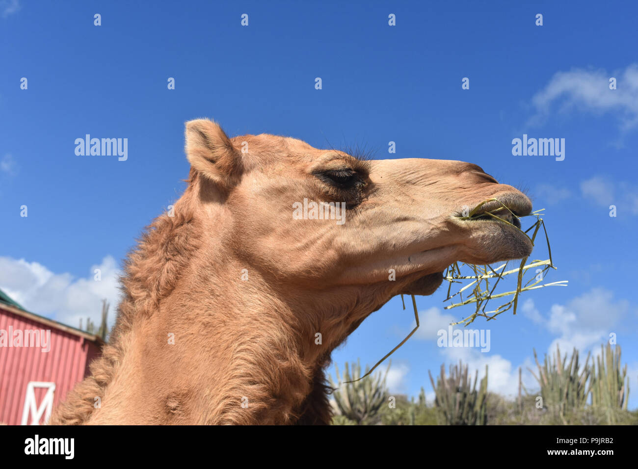 Fantastic camel with cactus and a red barn in the background Stock ...