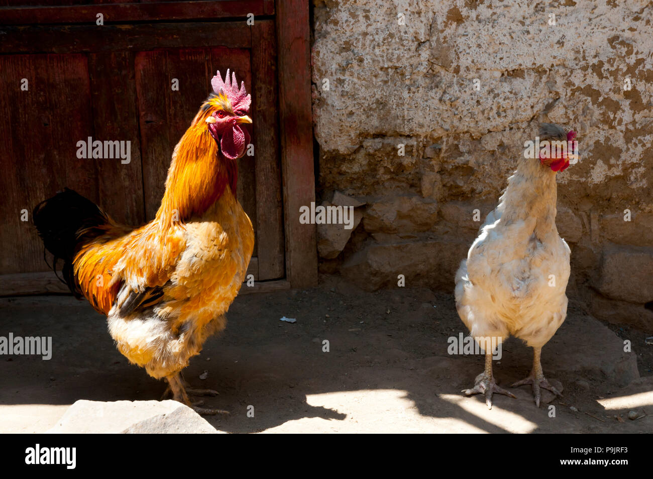 Free Range Rooster Stock Photo - Alamy