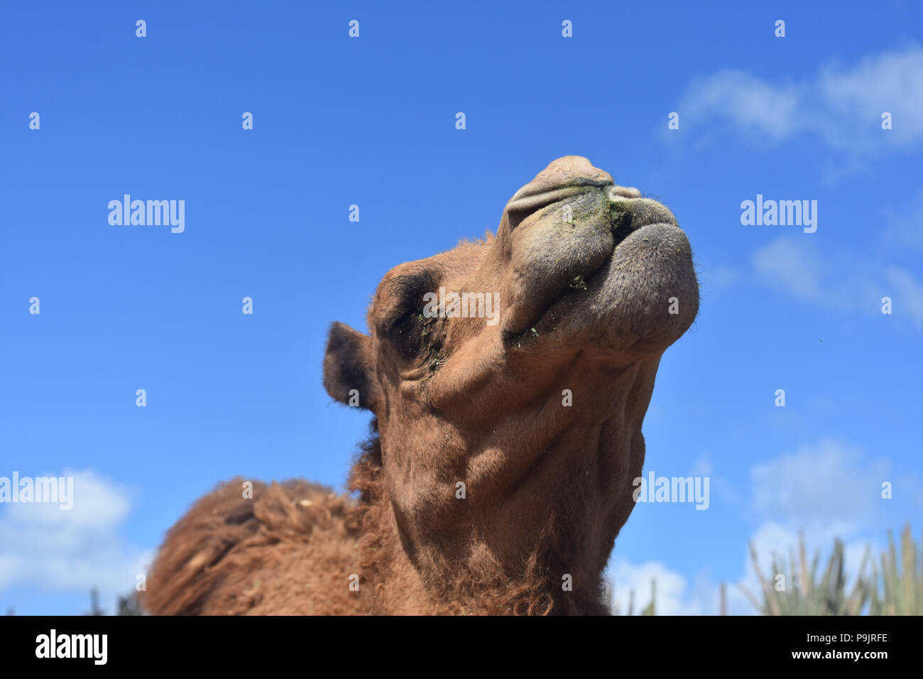 Really cute face of a camel with blue skies Stock Photo - Alamy