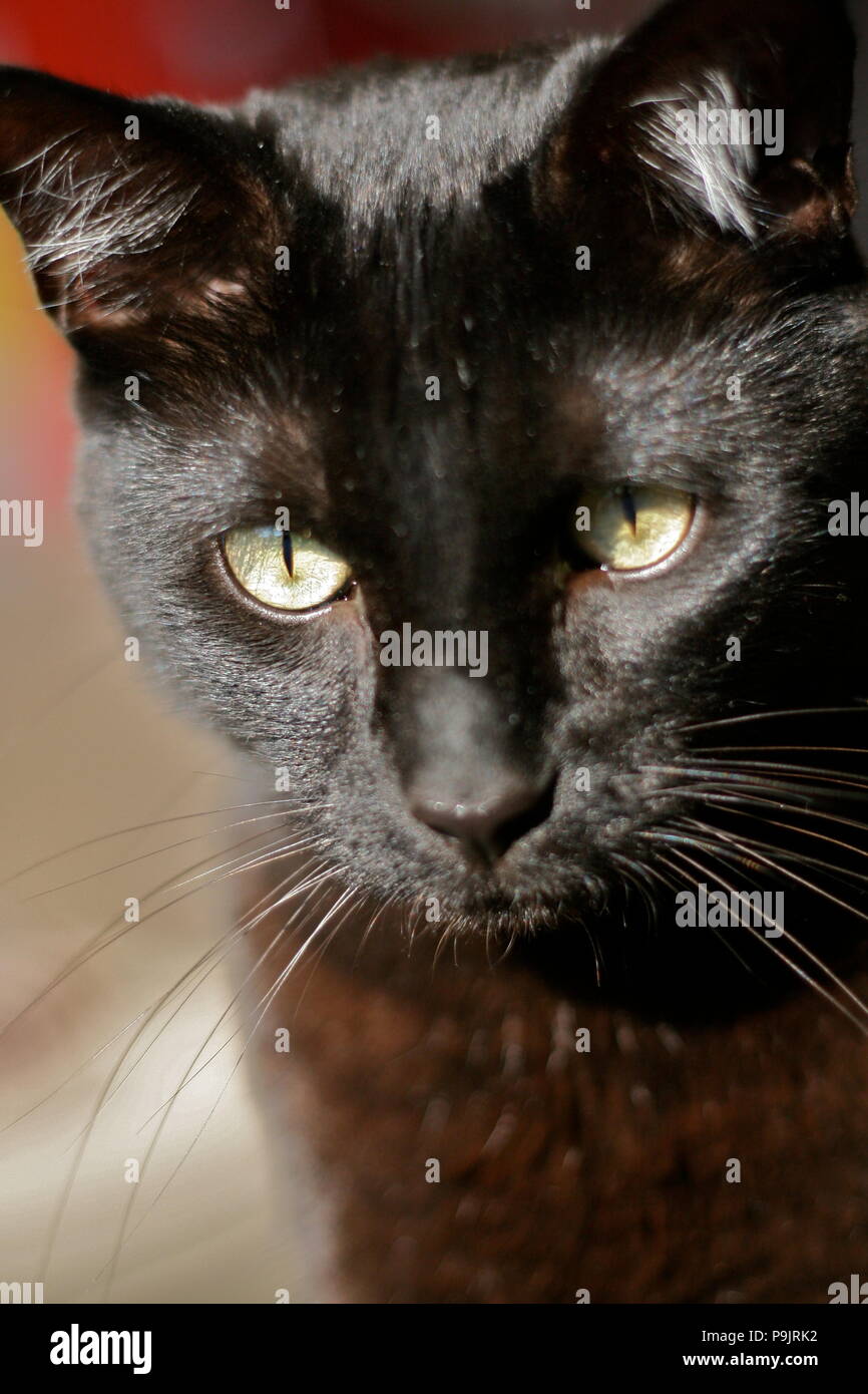 Black cat portrait Stock Photo - Alamy