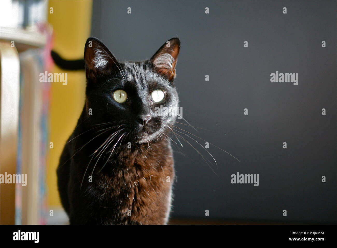 Black cat portrait Stock Photo - Alamy