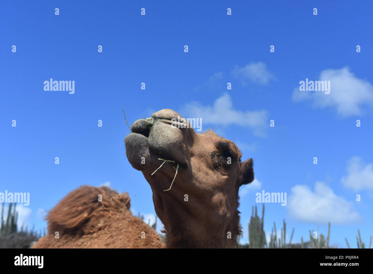 Adorable face of a camel eating hay Stock Photo - Alamy