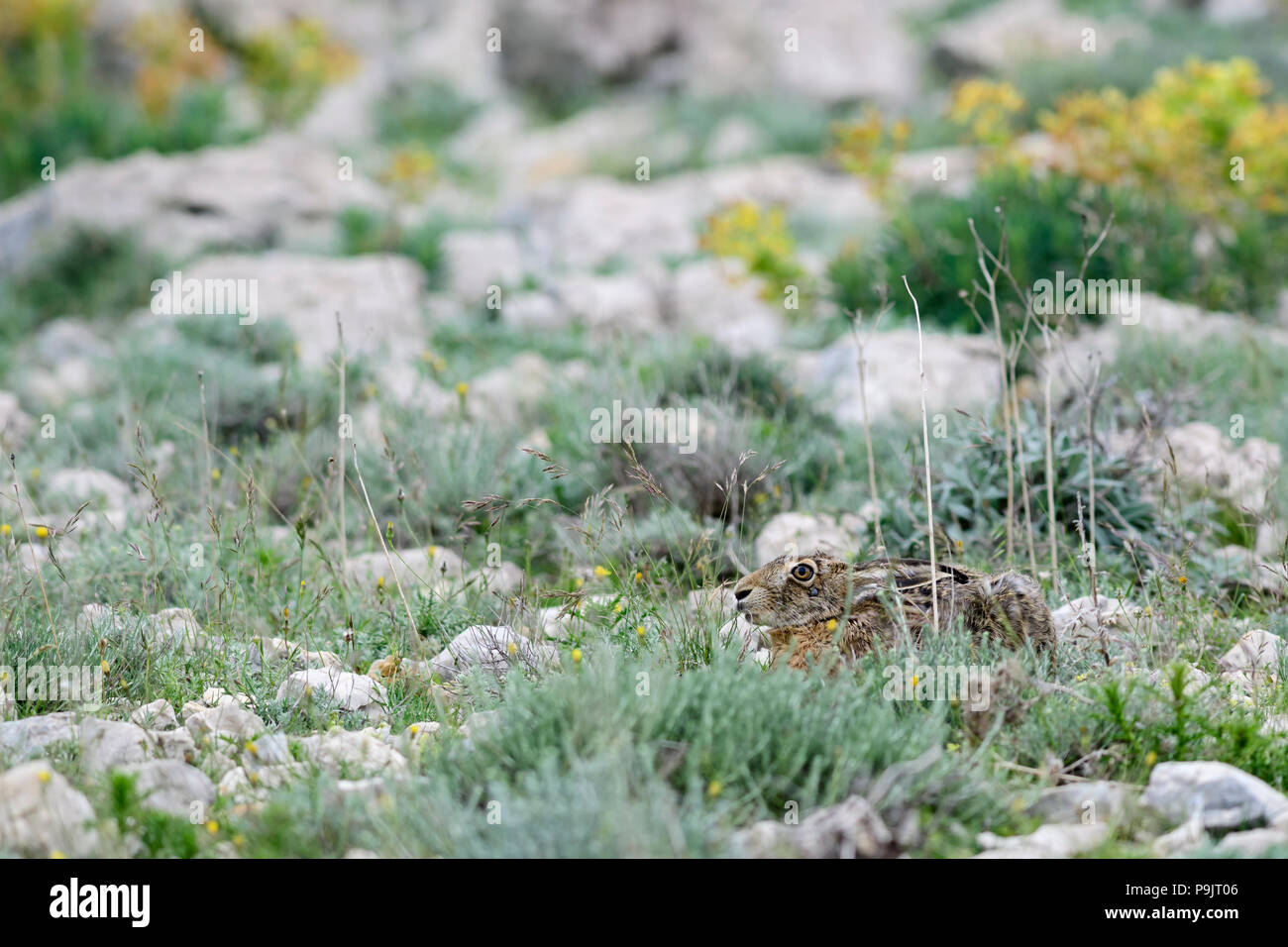 European Hare - Lepus europaeus, common hare from European grasslands ...