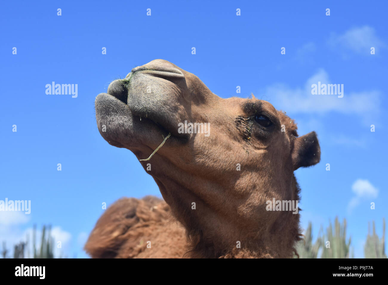 Great look into the face of a dromedary camel Stock Photo - Alamy