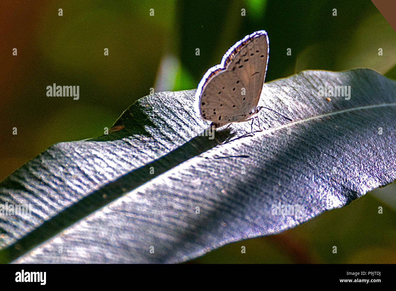 butterfly valley night long exposure Stock Photo - Alamy